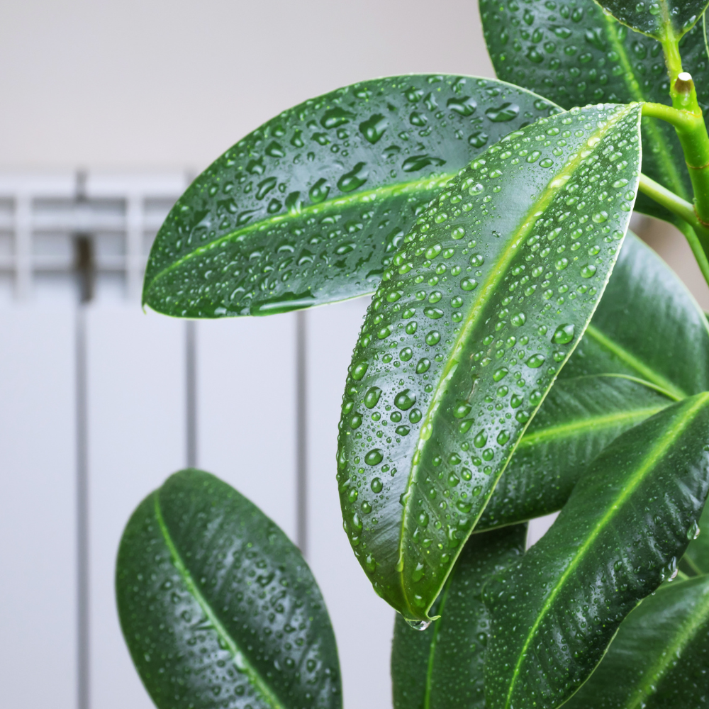 Temperature and Humidity 101 - Create a Perfect Environment for Your ...