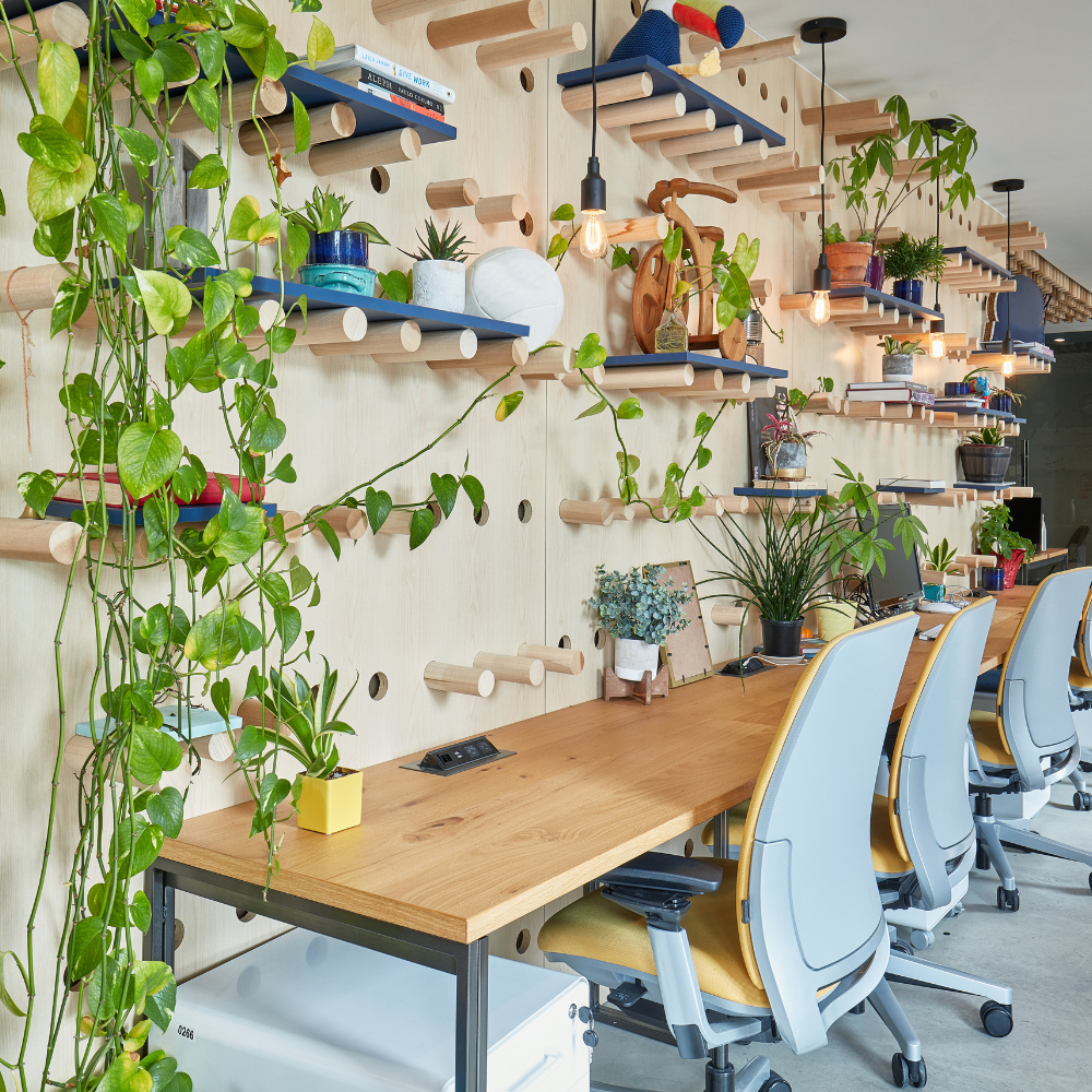 Intuitive Plants: Indoor Plant Care Guides - Tips and Tricks