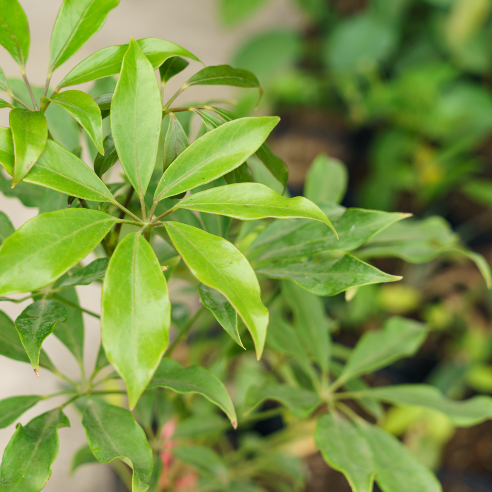 Schefflera Care Guide | Schefflera Care Guide | Intuitive Plants
